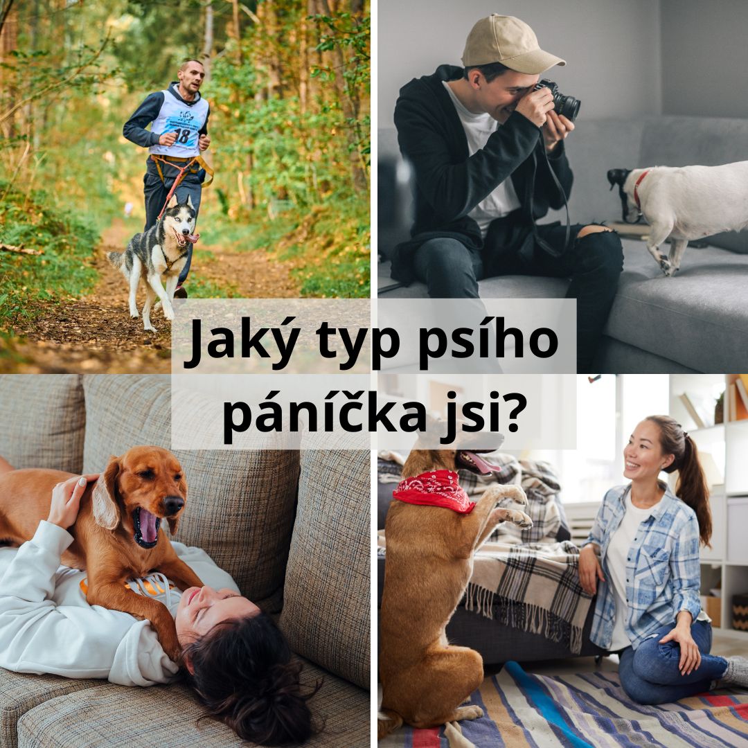 Jaký typ psího páníčka jsi? Udělej si test! | Obojky, postroje i ...